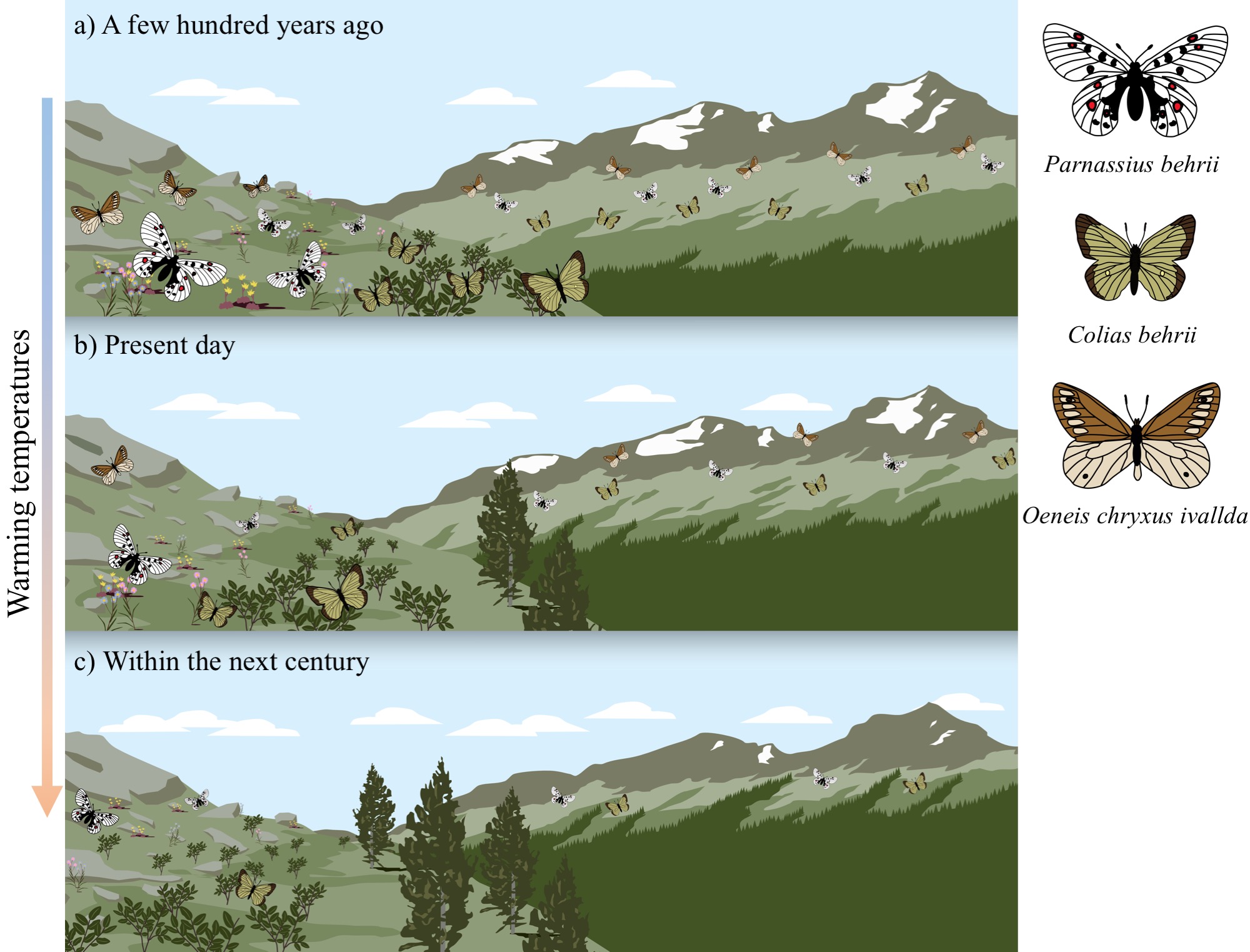 Butterfly conservation – Zac's Research Website